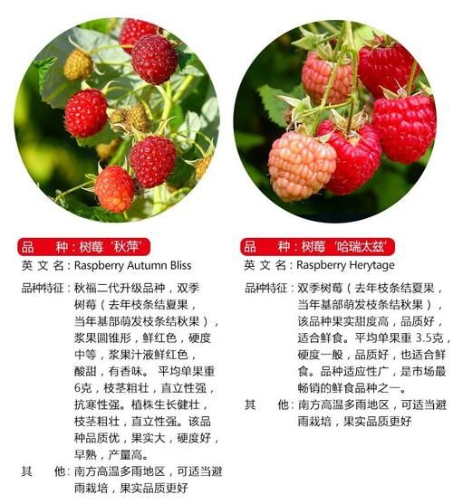 红树莓和黑树莓的功效区别_哪个营养价值更高-第3张图片-山城妙识 红树莓和黑树莓的功效区别_哪个营养价值更高-第3张图片-山城妙识
