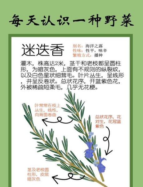 罗勒叶和迷迭香的区别_怎么用-第1张图片-山城妙识 罗勒叶和迷迭香的区别_怎么用-第1张图片-山城妙识