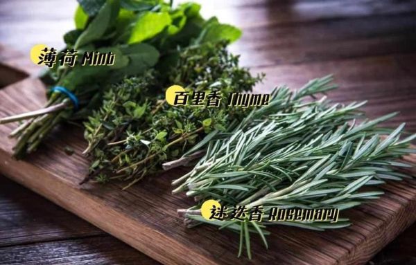 罗勒叶和迷迭香的区别_怎么用-第3张图片-山城妙识 罗勒叶和迷迭香的区别_怎么用-第3张图片-山城妙识