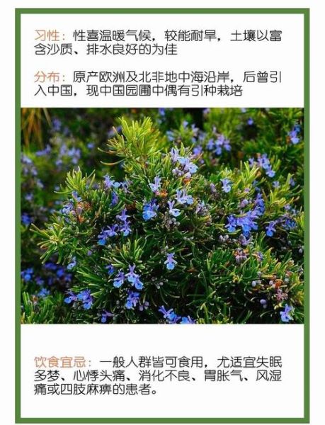罗勒叶和迷迭香的区别_怎么用-第2张图片-山城妙识 罗勒叶和迷迭香的区别_怎么用-第2张图片-山城妙识