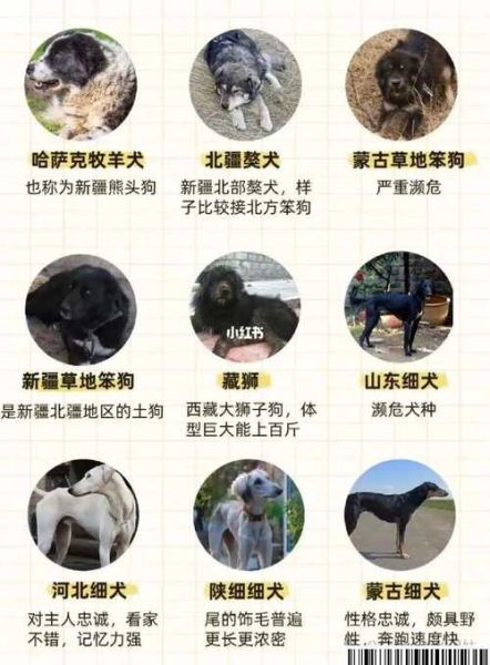 72种名犬图片及名字_如何快速识别-第2张图片-山城妙识 72种名犬图片及名字_如何快速识别-第2张图片-山城妙识