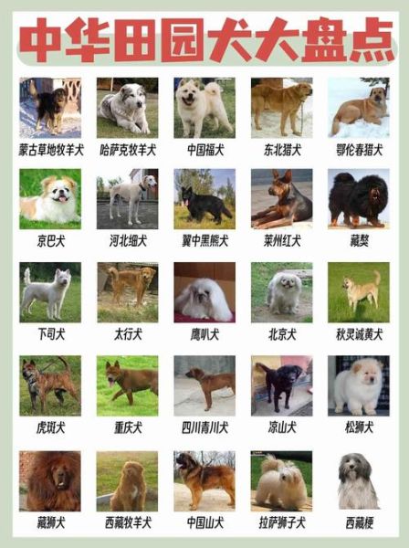 72种名犬图片及名字_如何快速识别-第1张图片-山城妙识 72种名犬图片及名字_如何快速识别-第1张图片-山城妙识