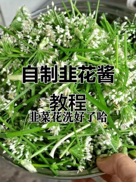 韭菜花怎么腌制_韭菜花酱配方-第1张图片-山城妙识 韭菜花怎么腌制_韭菜花酱配方-第1张图片-山城妙识