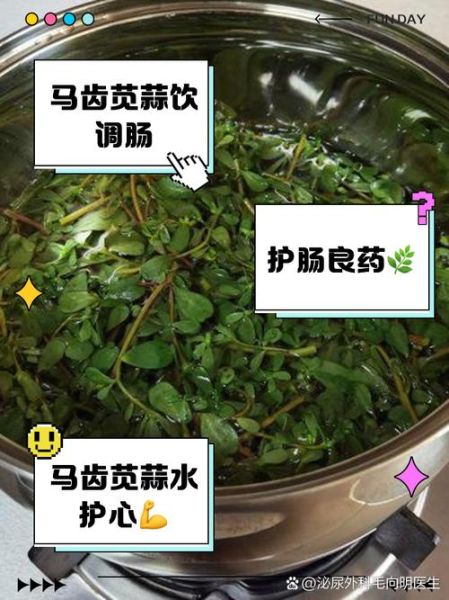 马齿菜煮水涂抹的功效_马齿菜煮水能止痒吗-第3张图片-山城妙识 马齿菜煮水涂抹的功效_马齿菜煮水能止痒吗-第3张图片-山城妙识