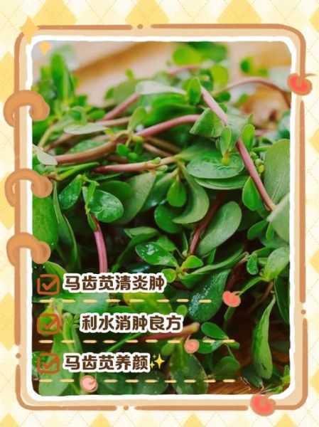 马齿菜煮水涂抹的功效_马齿菜煮水能止痒吗-第2张图片-山城妙识 马齿菜煮水涂抹的功效_马齿菜煮水能止痒吗-第2张图片-山城妙识