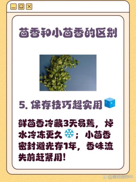 小茴香是茴香菜的种子吗_两者区别与用途-第1张图片-山城妙识
