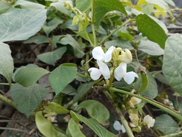 白扁豆花有什么功效_白扁豆花怎么泡水喝-第3张图片-山城妙识