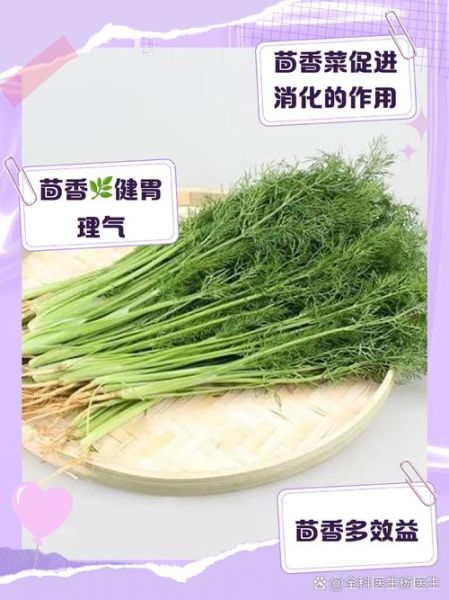 小茴香是茴香菜的种子吗_两者区别与用途-第3张图片-山城妙识