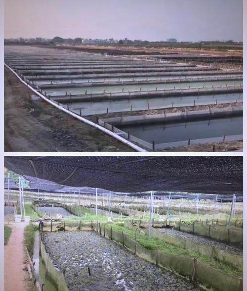 牛蛙养殖条件_牛蛙养殖需要什么环境-第1张图片-山城妙识