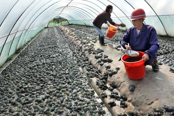 牛蛙养殖条件_牛蛙养殖需要什么环境-第2张图片-山城妙识