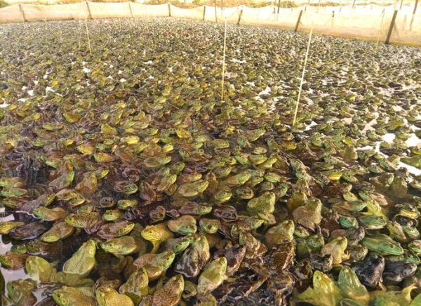 牛蛙养殖条件_牛蛙养殖需要什么环境-第3张图片-山城妙识