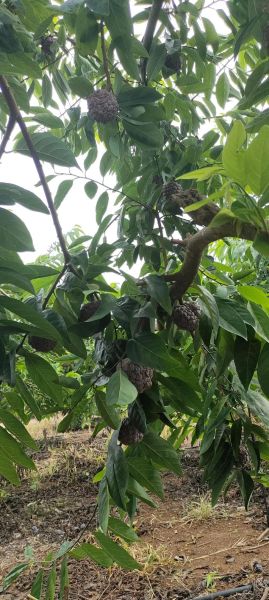 番荔枝树长什么样_番荔枝树几年结果-第3张图片-山城妙识 番荔枝树长什么样_番荔枝树几年结果-第3张图片-山城妙识