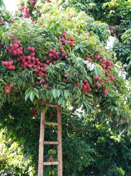 番荔枝树长什么样_番荔枝树几年结果-第2张图片-山城妙识 番荔枝树长什么样_番荔枝树几年结果-第2张图片-山城妙识