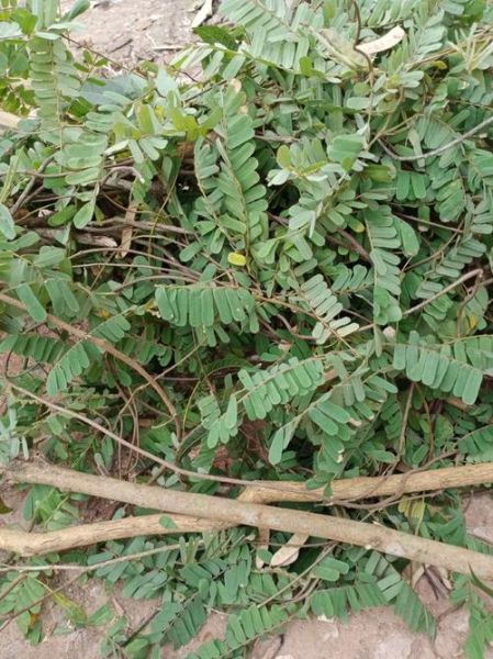 野生鸡骨草长什么样_鸡骨草与含羞草区别-第3张图片-山城妙识 野生鸡骨草长什么样_鸡骨草与含羞草区别-第3张图片-山城妙识