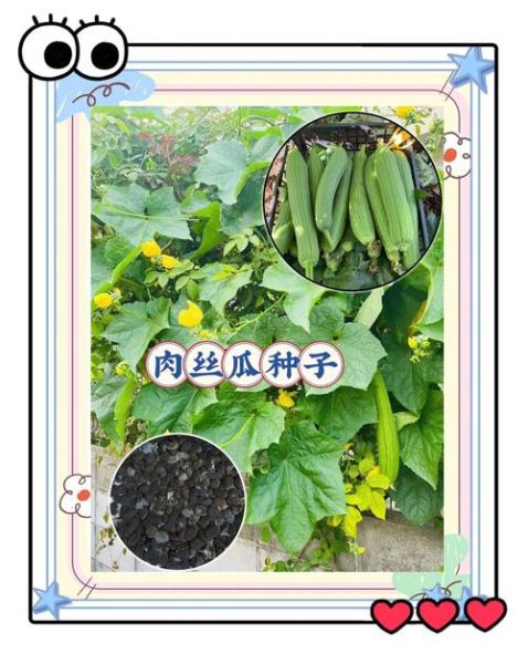 肉丝瓜长什么样_肉丝瓜怎么挑选-第1张图片-山城妙识