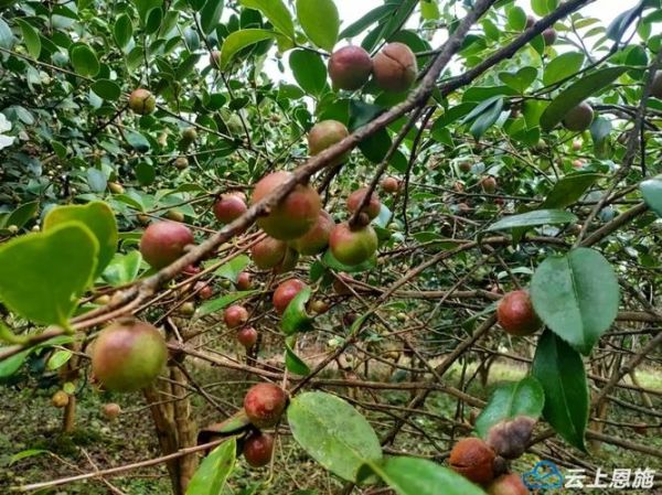 油茶果收购价格多少钱一斤_油茶果收购价格行情-第2张图片-山城妙识