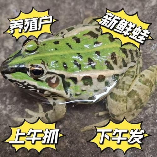 田鸡怎么养殖_田鸡养殖技术视频教程-第1张图片-山城妙识