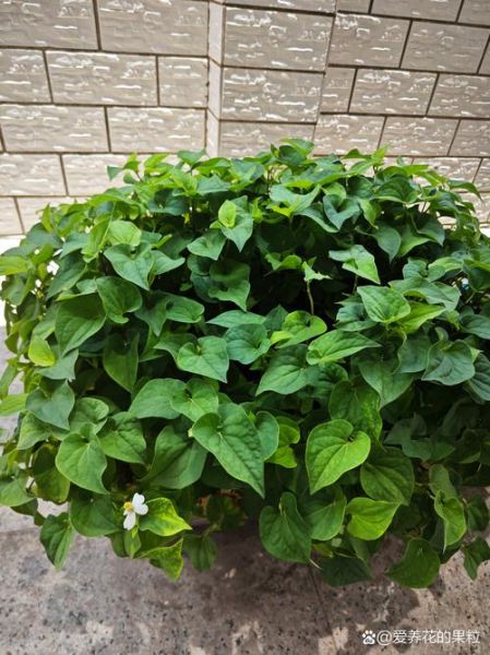 鱼腥草图片大全农村_鱼腥草长什么样-第1张图片-山城妙识