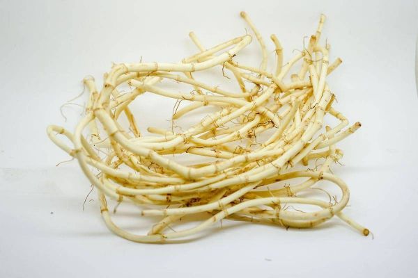 鱼腥草图片大全农村_鱼腥草长什么样-第3张图片-山城妙识