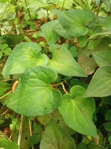 鱼腥草图片大全农村_鱼腥草长什么样-第2张图片-山城妙识