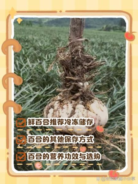 鲜百合一次吃多少为宜_鲜百合吃多了会怎样-第3张图片-山城妙识