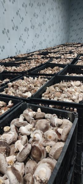 鲜香菇多少钱一斤_鲜香菇价格受哪些因素影响-第2张图片-山城妙识 鲜香菇多少钱一斤_鲜香菇价格受哪些因素影响-第2张图片-山城妙识