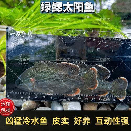 太阳鱼和鲈鱼哪个好_太阳鱼和鲈鱼口感区别-第1张图片-山城妙识