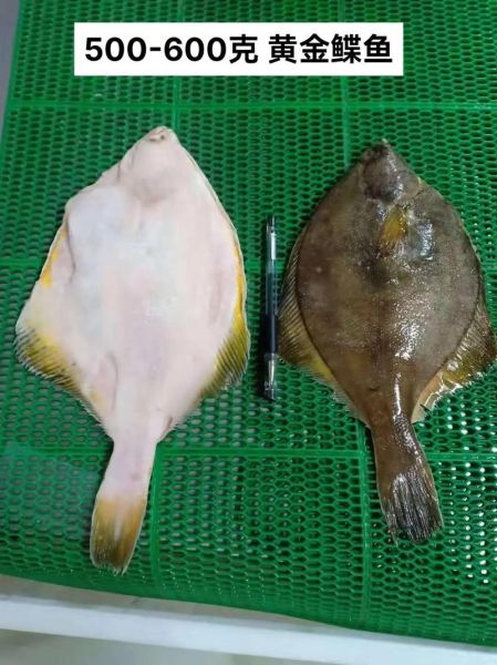 鲽鱼的营养价值_孕妇能吃鲽鱼吗-第3张图片-山城妙识 鲽鱼的营养价值_孕妇能吃鲽鱼吗-第3张图片-山城妙识