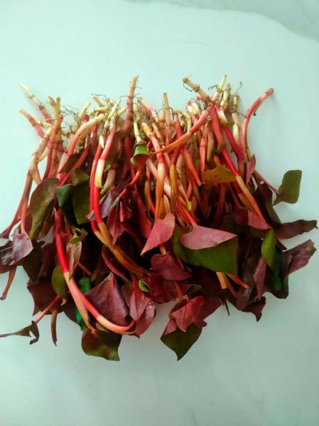 鱼腥草怎么凉拌_鱼腥草凉拌要焯水吗-第2张图片-山城妙识 鱼腥草怎么凉拌_鱼腥草凉拌要焯水吗-第2张图片-山城妙识