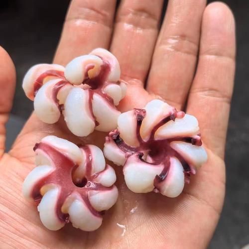 鱿鱼花是真的鱿鱼吗_鱿鱼花是什么做的-第1张图片-山城妙识 鱿鱼花是真的鱿鱼吗_鱿鱼花是什么做的-第1张图片-山城妙识