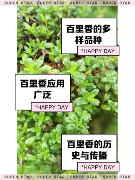 百里香的功效与作用_百里香怎么用效果最好-第1张图片-山城妙识 百里香的功效与作用_百里香怎么用效果最好-第1张图片-山城妙识