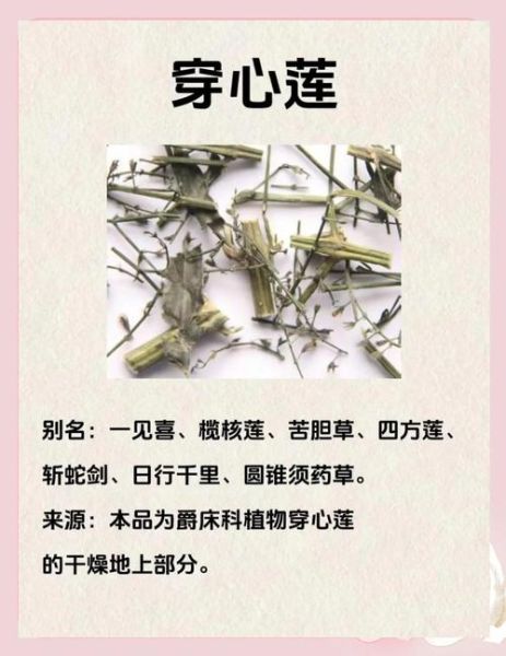 穿心莲植物图片怎么识别_穿心莲与穿心莲内酯区别-第3张图片-山城妙识