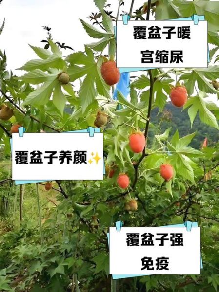 覆盆子对女人的作用与功效_覆盆子中药怎么吃最好-第1张图片-山城妙识 覆盆子对女人的作用与功效_覆盆子中药怎么吃最好-第1张图片-山城妙识