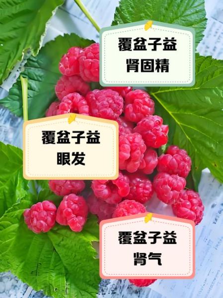 覆盆子对女人的作用与功效_覆盆子中药怎么吃最好-第3张图片-山城妙识 覆盆子对女人的作用与功效_覆盆子中药怎么吃最好-第3张图片-山城妙识