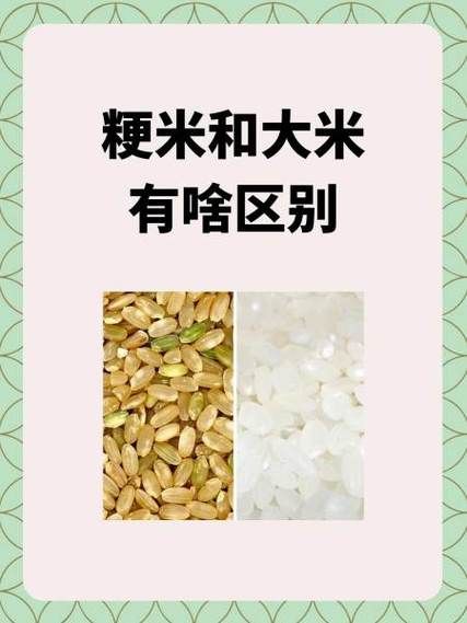 粳米是什么米呀_粳米和大米的区别-第1张图片-山城妙识 粳米是什么米呀_粳米和大米的区别-第1张图片-山城妙识