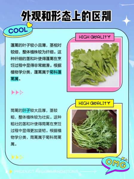 蓬蒿是什么意思_蓬蒿和茼蒿的区别-第1张图片-山城妙识
