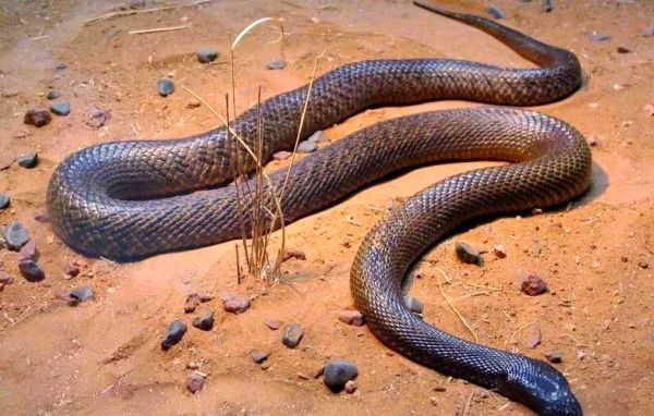 全球最毒的蛇第一名_内陆太攀蛇毒性有多强-第1张图片-山城妙识 全球最毒的蛇第一名_内陆太攀蛇毒性有多强-第1张图片-山城妙识