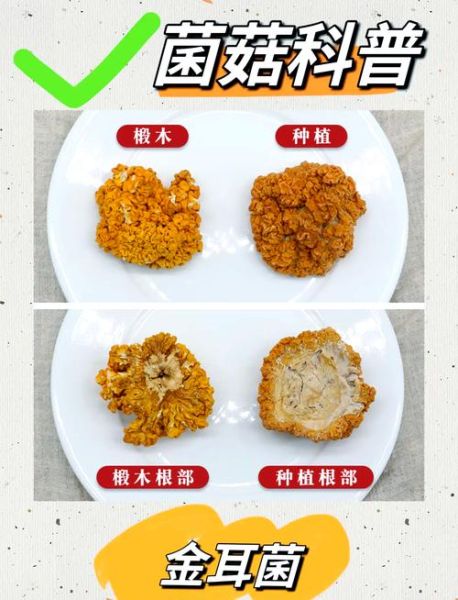 金耳菌的功效与作用_金耳菌怎么做好吃-第1张图片-山城妙识