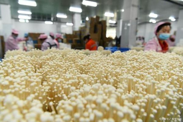 金针菇怎么种植_金针菇种植视频教程-第1张图片-山城妙识