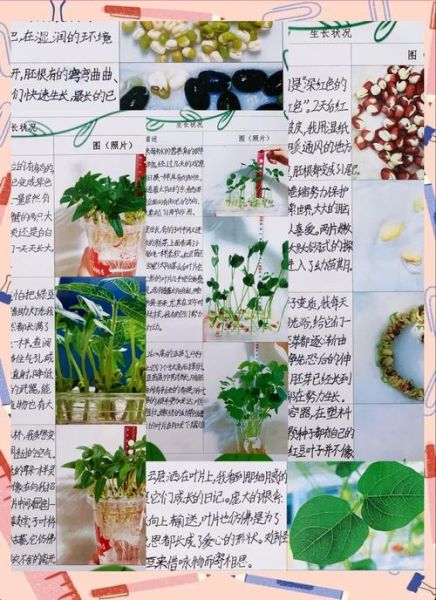 在家怎么生黄豆芽_黄豆芽发芽温度是多少-第2张图片-山城妙识