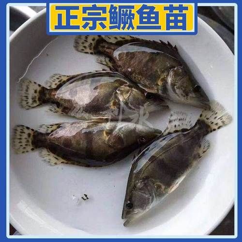 翘嘴鳜鱼养殖技术_如何提高成活率-第2张图片-山城妙识