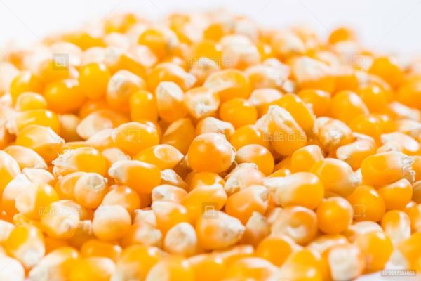 玉米粒图片怎么拍好看_玉米粒高清图片素材哪里找-第2张图片-山城妙识