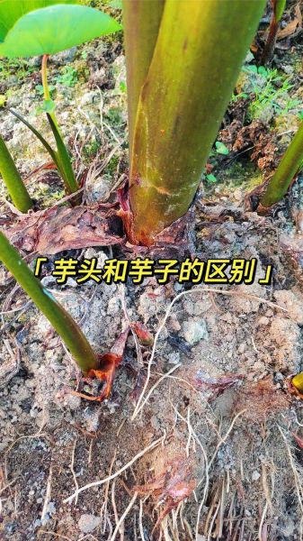 芋头长什么样子_如何分辨真假芋头-第1张图片-山城妙识 芋头长什么样子_如何分辨真假芋头-第1张图片-山城妙识