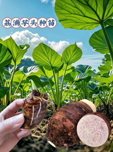 芋头长什么样子_如何分辨真假芋头-第2张图片-山城妙识 芋头长什么样子_如何分辨真假芋头-第2张图片-山城妙识