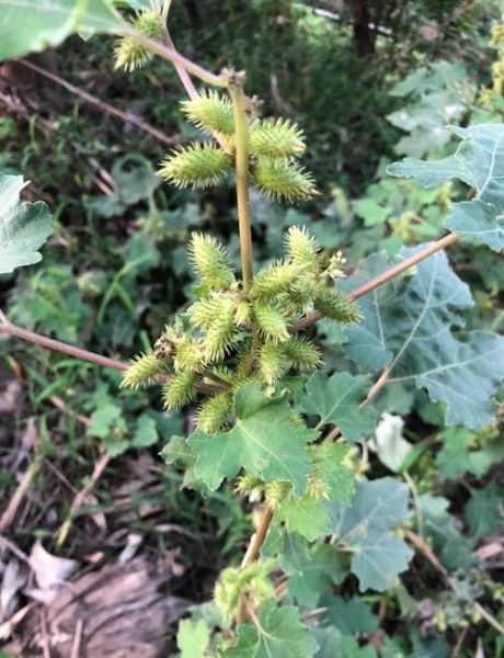 苍耳煮水治皮肤病有效吗_苍耳煮水怎么用-第3张图片-山城妙识 苍耳煮水治皮肤病有效吗_苍耳煮水怎么用-第3张图片-山城妙识