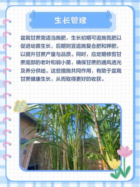 甘蔗种植图片_如何科学种植甘蔗-第2张图片-山城妙识