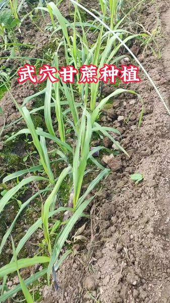 甘蔗种植图片_如何科学种植甘蔗-第1张图片-山城妙识