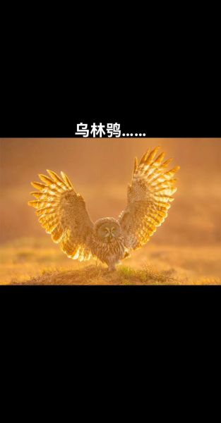 鸮怎么读_鸮是什么鸟-第1张图片-山城妙识