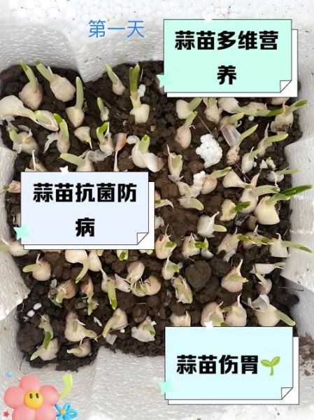 大蒜发芽了还能吃吗_有没有毒-第3张图片-山城妙识