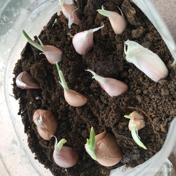 大蒜发芽了还能吃吗_有没有毒-第1张图片-山城妙识